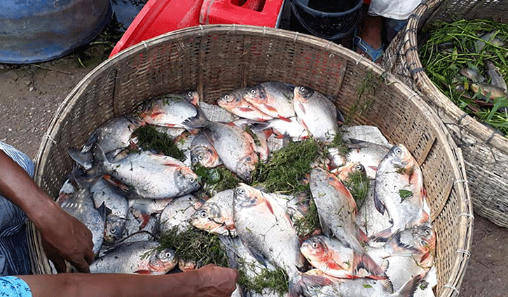 নিষিদ্ধ পিরানহা মাছ বিক্রির অভিযোগে ২ জনের জরিমানা | সারা বাংলা