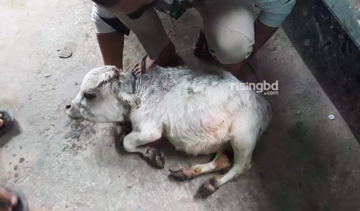 The Smallest Cow In The World