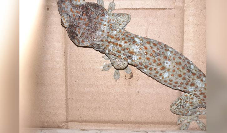 খোয়াই নদীর বাঁধ থেকে ‘তক্ষক’ উদ্ধার