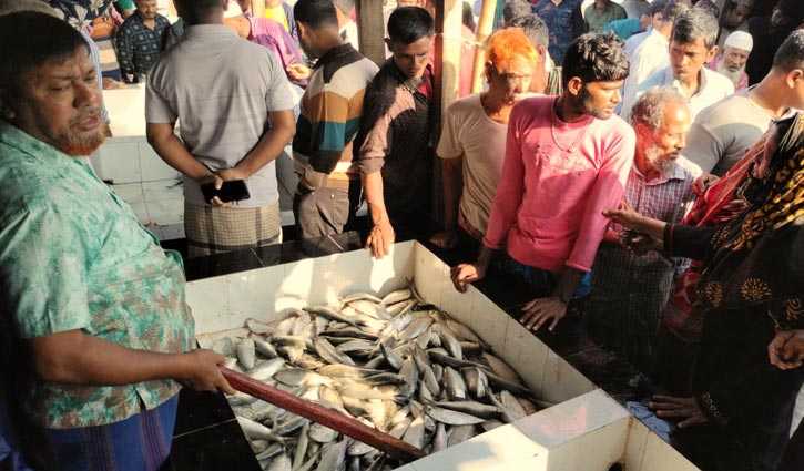 মেঘনায় মিলছে ঝাঁকে ঝাঁকে ইলিশ, জেলেদের মুখে হাসি