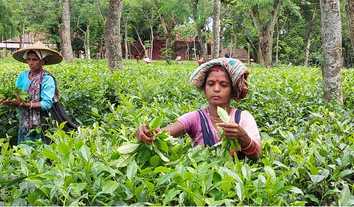Tea workers return to work in Moulvibazar
