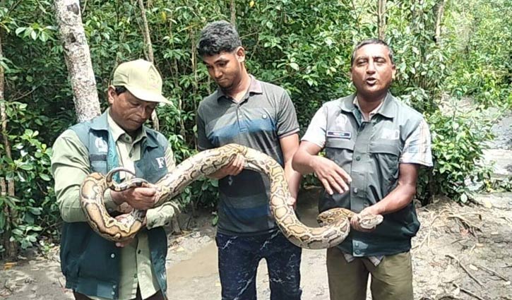 লোকালয় থেকে ১১ ফুট লম্বা অজগর উদ্ধার