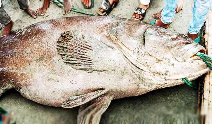 বঙ্গোপসাগরে ধরাপড়া ১টি মাছ ২ লাখ টাকায় বিক্রি