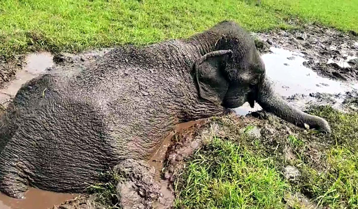 রাঙ্গুনিয়ায় কাদায় আটকে যাওয়া হাতি উদ্ধার, বনে ফেরত