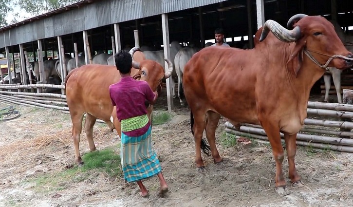 টাঙ্গাইলে কোরবানির জন্য প্রস্তুত ৮৭ হাজার পশু