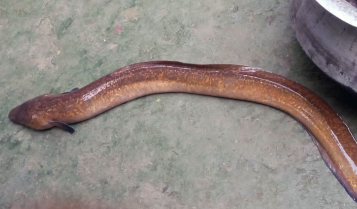 কুড়িগ্রামে ধরা পড়ল বিরল প্রজাতির ইল ফিশ