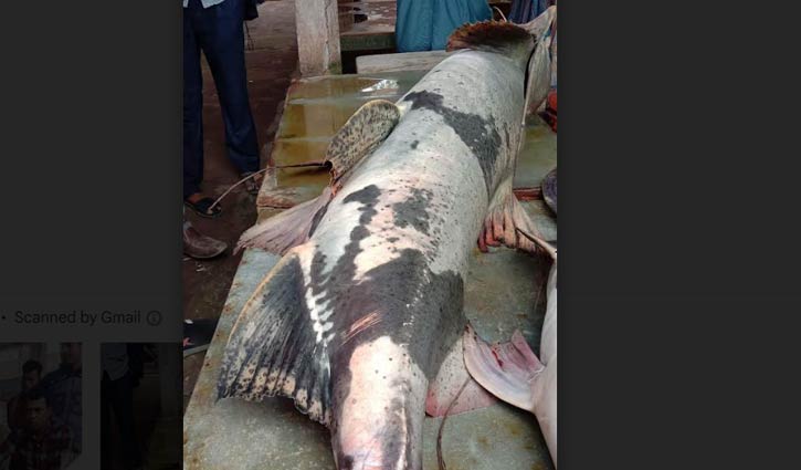 জেলের জালে ধরা পড়লো ৫৫ কেজির বাঘাইর