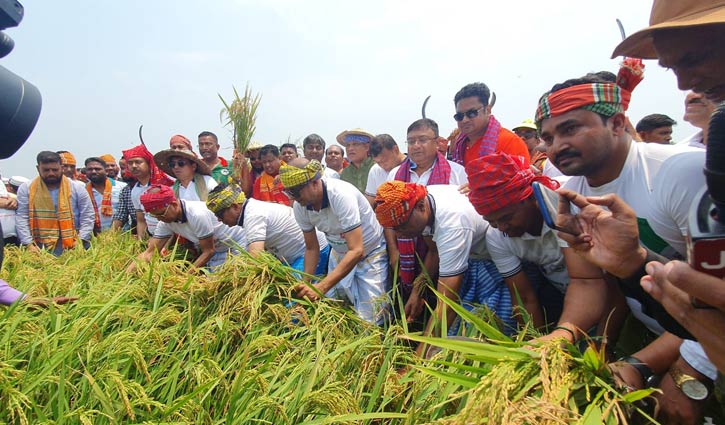 আড়িয়াল বিলে ধান কাটলেন স্বেচ্ছাসেবক লীগের নেতারা