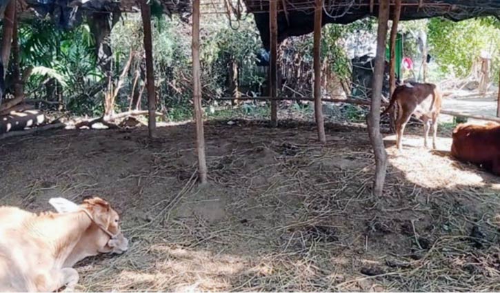 নাটোরে এক গ্রামের ২৫ গরু চুরি, ঘুম নেই কৃষকের | সারা বাংলা