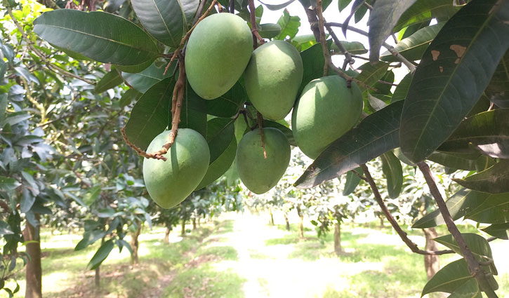 ২০ জুন থেকে বাজারে মিলবে হাড়িভাঙ্গা আম