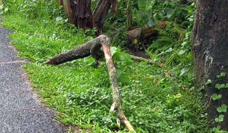 স্কুলে যাওয়ার পথে গাছের ডাল ভেঙে পড়ে মা-মেয়ে নিহত