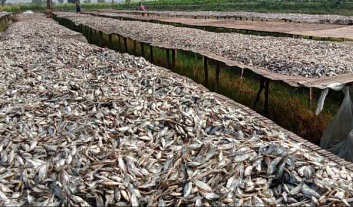 পুঁটি শুঁটকিতে ভাগ্য বদল ভীম কুমারের