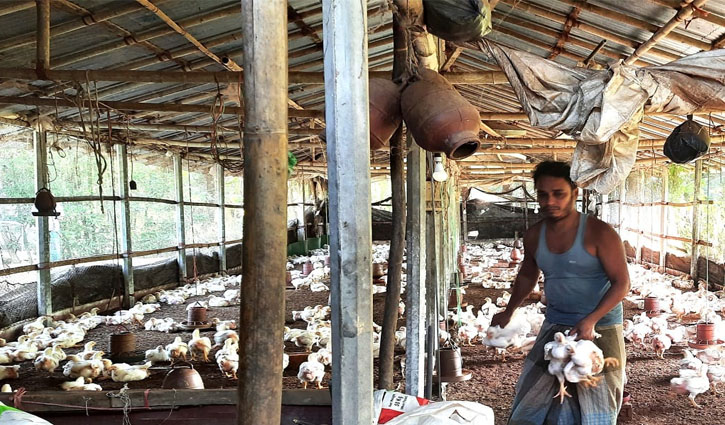 New computer tool developed to track livestock disease threats