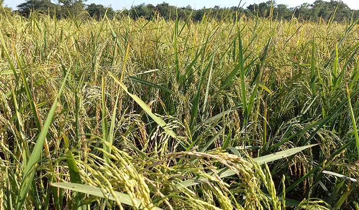 বন্যাকবলিত মাঠে মৃদু হাওয়ায় দুলছে সোনালী ধানের শীষ