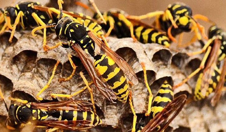 ময়মনসিংহে ভিমরুলের কামড়ে শিশুর মৃত্যু